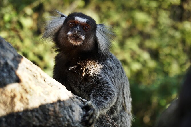 Adventurous Hike to Iconic Sugarloaf Summit- Rio De Janeiro - Guide and Safety