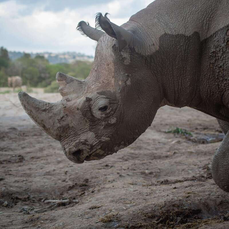 Africam Safari Conservation Park - Key Points