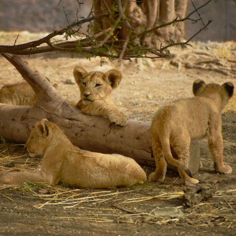 Africam Safari Conservation Park - A Closer Look at the Safari: What to Expect