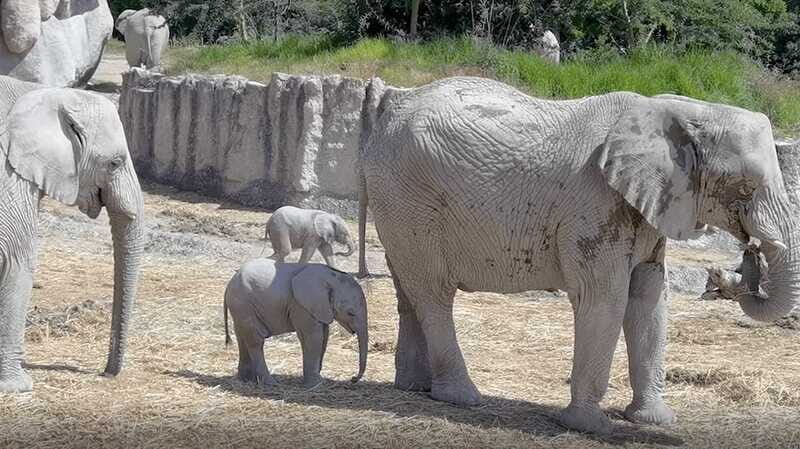Africam Safari Conservation Park - Final Thoughts: Who Will Love This Experience?