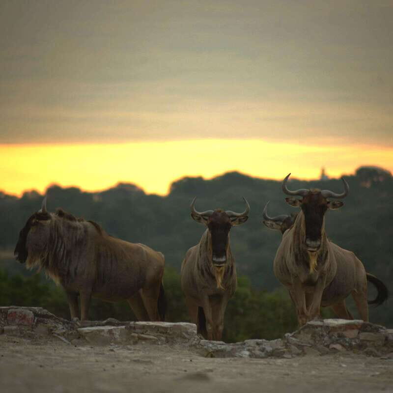 Africam Safari Conservation Park - Frequently Asked Questions