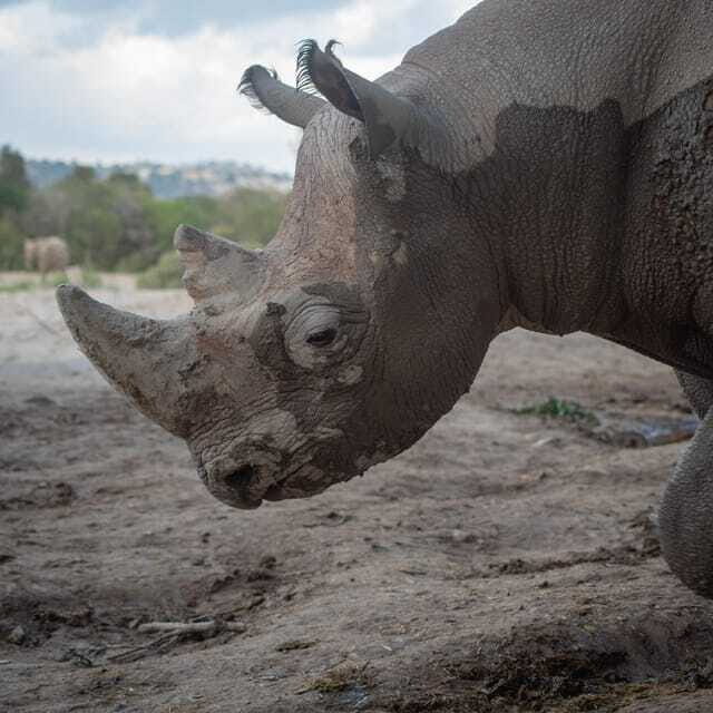 Africam Safari Conservation Park - Final Word