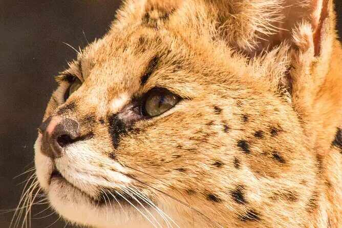 African Cat Experience at Werribee Open Range Zoo - excl. entry - A Deeper Look at the African Cat Experience