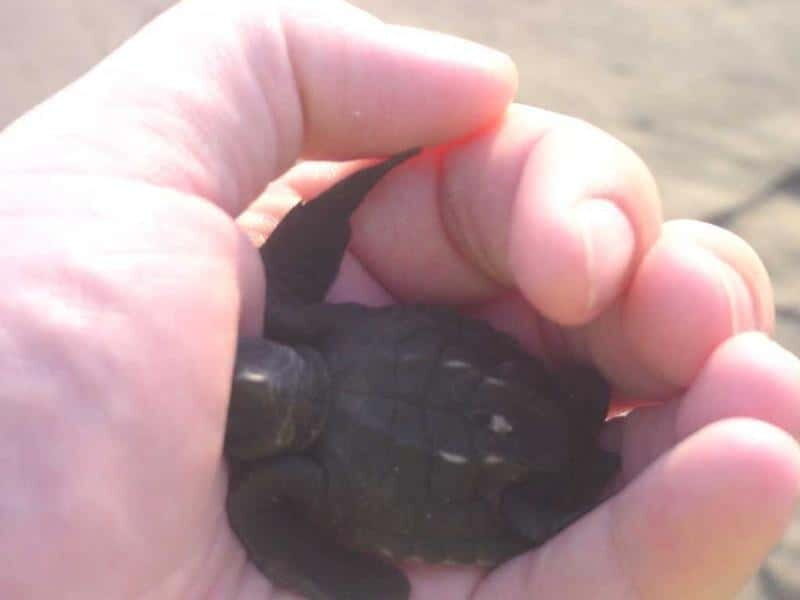*Afro-Mex Village Horse Ride, Turtle Release Crocodile Farm - A Full Breakdown of What to Expect