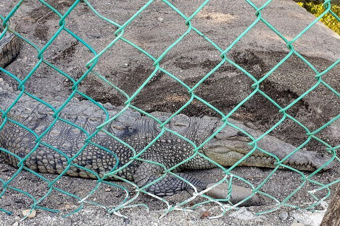 Afro-Mexican Village: Horseback Beach Ride, Crocs & Cliff Diver - Practical Considerations