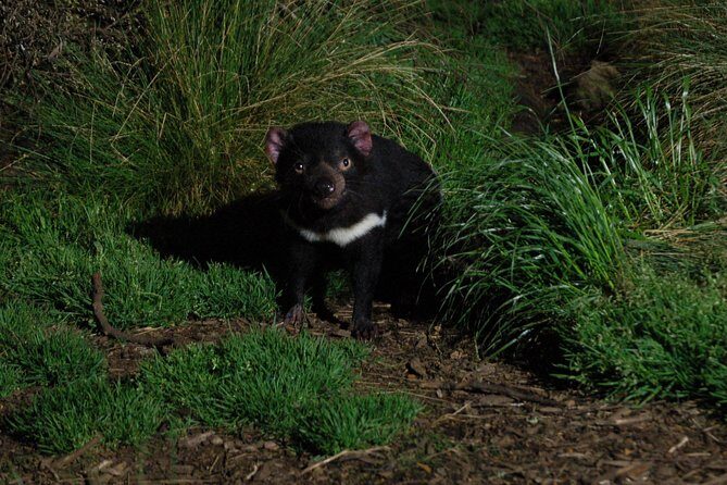 After Dark Tasmanian Devil Feeding Tour at Cradle Mountain - Starting Point: Devils at Cradle
