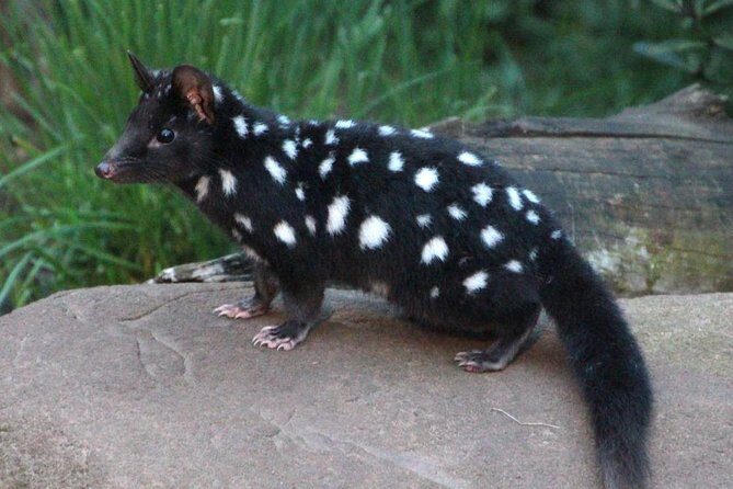 After Dark Tasmanian Devil Feeding Tour at Cradle Mountain - Weather and Practical Tips