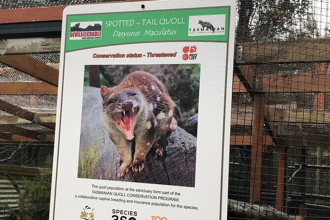 After Dark Tasmanian Devil Feeding Tour at Cradle Mountain - Group Size and Atmosphere
