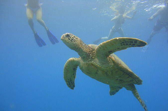 Afternoon Adventure Snorkel from Ka'anapali - FAQs
