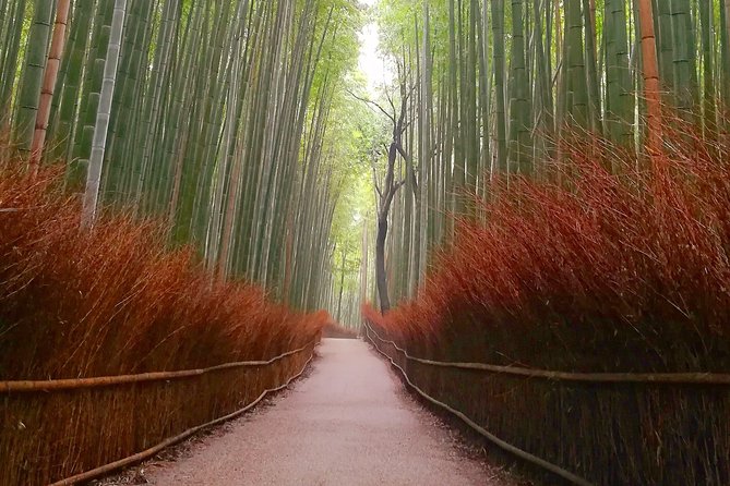 Afternoon Arashiyama Bamboo Forest & Monkey Park Kyoto Bike Tour - Traveler Reviews and Ratings