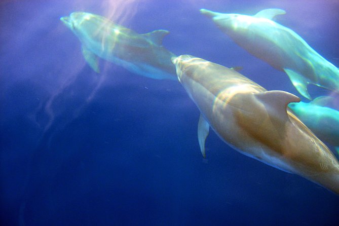 Afternoon Boat Tour to Cinque Terre With Brunch on Board - Guest Reviews