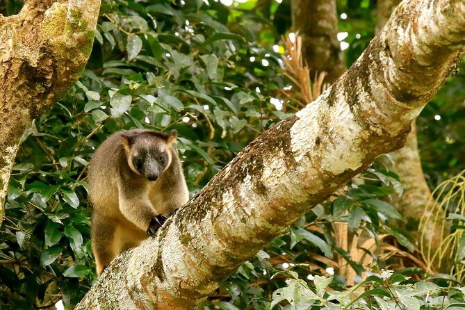 Afternoon Daintree Tour with River Cruise from Port Douglas - FAQ