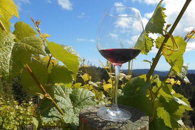 Afternoon Half-day Carmel Valley Wine Tasting Tour - The Experience Provider and Booking Details