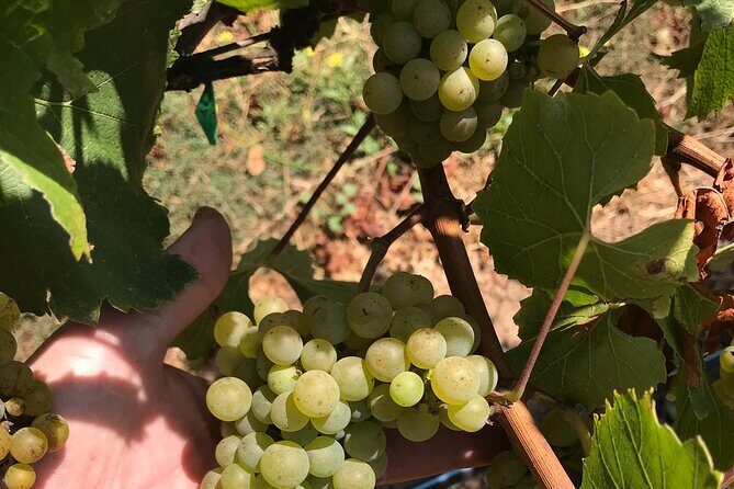 Afternoon Half-day Carmel Valley Wine Tasting Tour - Who Will Love This Tour?