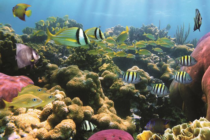 Afternoon Hawaiian Green Sea Turtle and Dolphin Snorkel and Sail - Wildlife Encounters