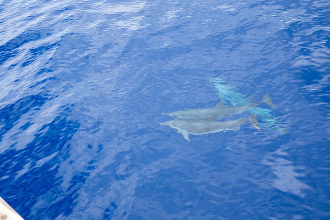 Afternoon Hawaiian Green Sea Turtle and Dolphin Snorkel and Sail - Frequently Asked Questions