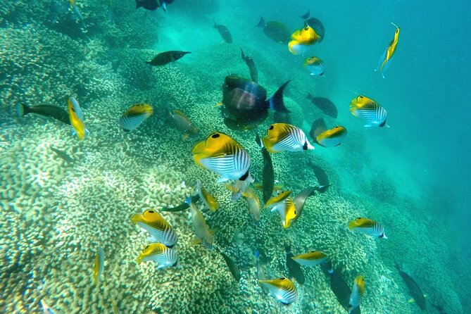 Afternoon Kaneohe Sandbar Snorkeling Tour - FAQs