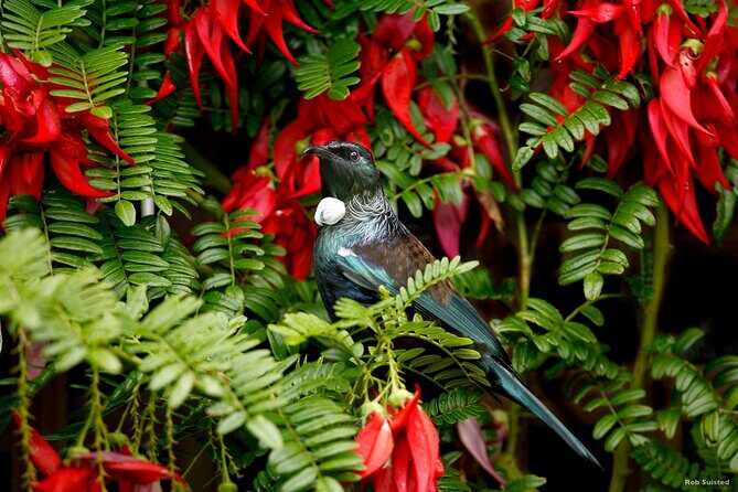 Afternoon Piha Beach and Rainforest Tour from Auckland - A Close Look at the Afternoon Piha Beach and Rainforest Tour from Auckland