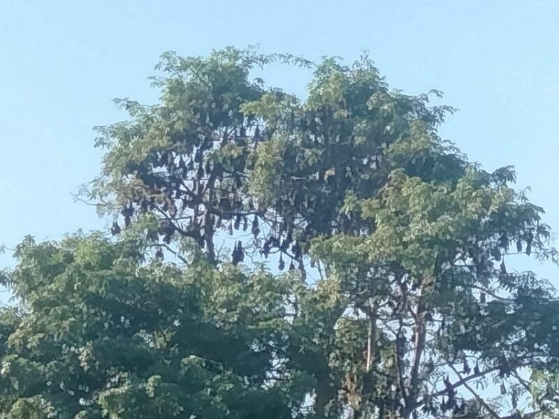 Afternoon Tour: Bamboo Train, Killing Cave &Bat Cave - Final Thoughts: Who Will Love This Tour?