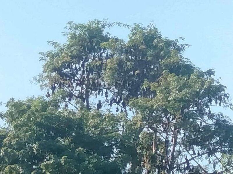 Afternoon Tour: Bamboo Train, Killing Cave &Bat Cave - FAQ Section