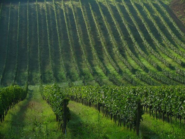 Afternoon Tour of the Chianti Wine Region in Tuscany - Introduction: Exploring Tuscany’s Heart in a Day