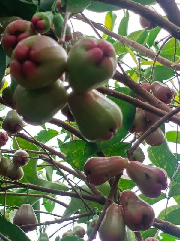 Afternoon tour through Battambang, Local area and landmarks - Final Thoughts: Who Should Consider This Tour?