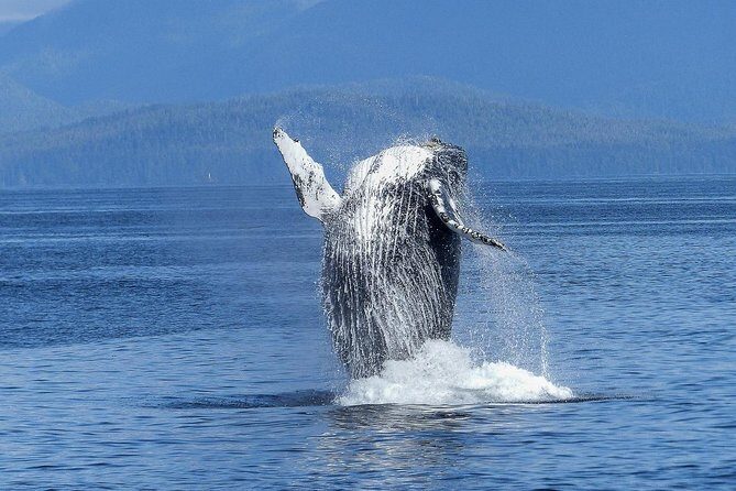 Afternoon Tradewind Sail from Waikoloa - The Value of This Experience