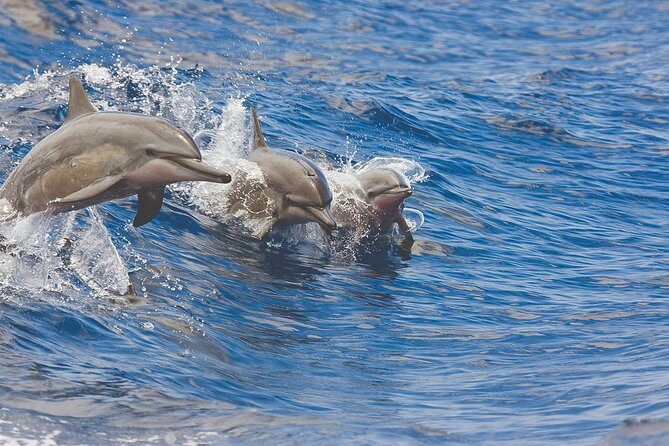 Afternoon Tradewind Sail from Waikoloa - Who Will Love This Tour?