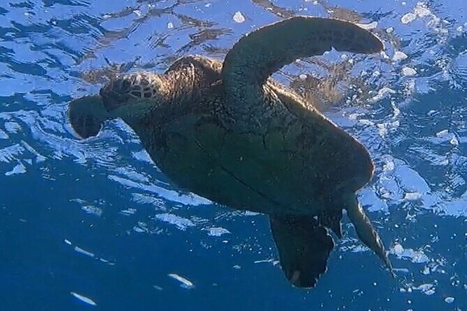 Afternoon Turtle Town Snorkel at Coral Gardens - The Value of the Experience