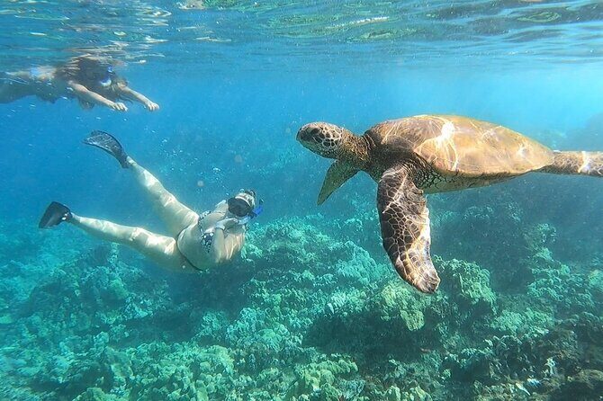 Afternoon Turtle Town Snorkel at Coral Gardens - The Sum Up