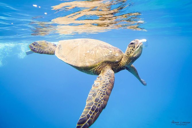 Afternoon West Maui Snorkel from Ka’anapali Beach - Who Should Consider This Tour?