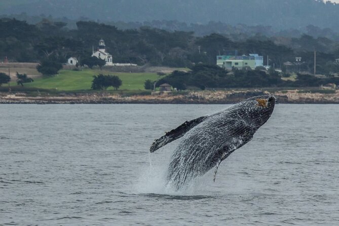 Afternoon Whale Watch - Sightings and Wildlife Encounters
