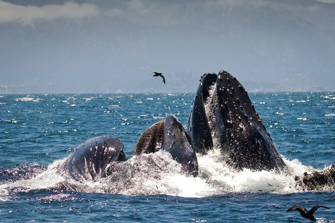 Afternoon Whale Watch - Traveler Feedback and Reviews