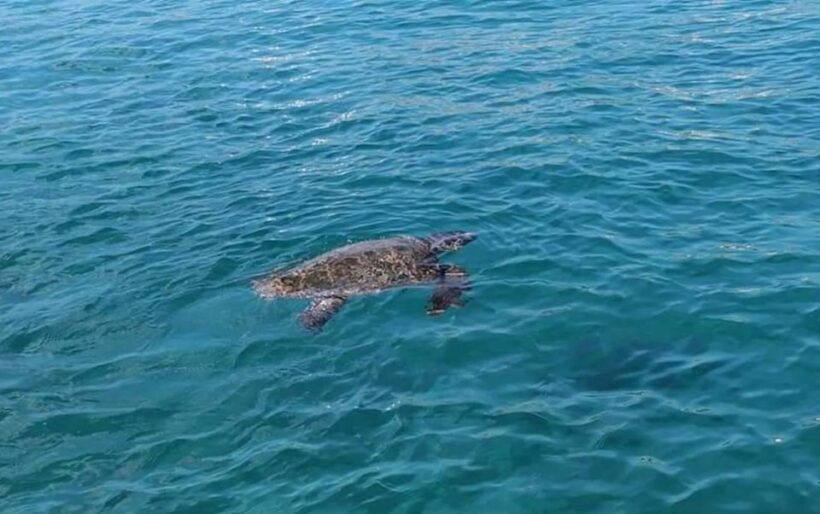 Agios Sostis: Marathonissi, Keri Caves, and Turtle Spotting - Who Should Book This Tour?