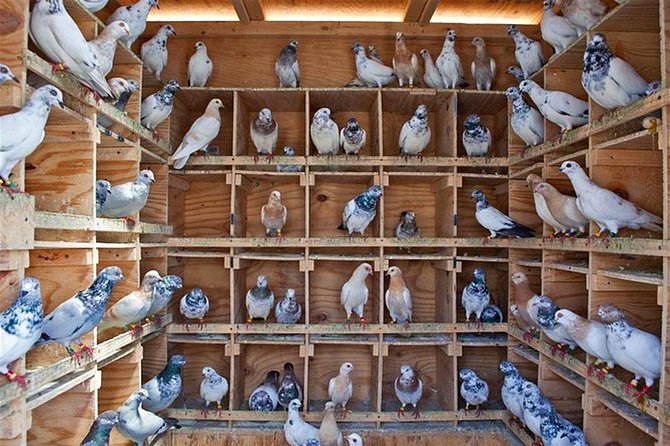 Agra Heritage & Cultural Walk - Who Will Love This Tour?