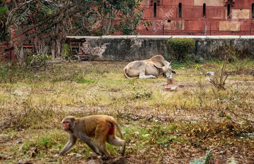 Agra: Monkey Safari Guided Walking Tour - An Honest Look at the Monkey Safari Walking Tour