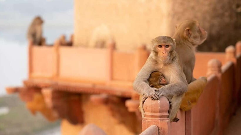 Agra: Monkey Safari Guided Walking Tour - Why This Tour Works for Travelers