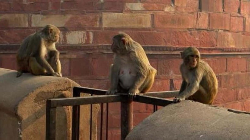 Agra: Monkey Safari Guided Walking Tour - Final Thoughts: Who Should Consider This Tour?