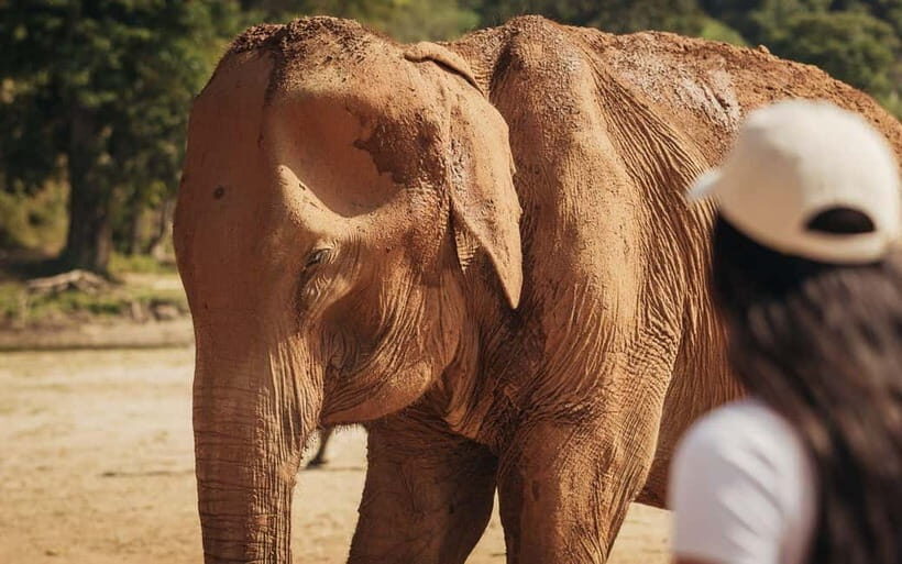 Agra: Sunrise Taj Mahal Tour & Elephant Sanctuary Day Tour - Key Points
