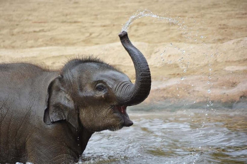 Agra: Taj Mahal Sunrise Tour with Elephant Sanctuary - FAQ