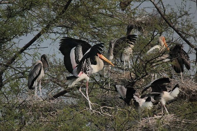 Agra To Bharatpur Same Day Tour with Fatehpur Sikri - Key Points