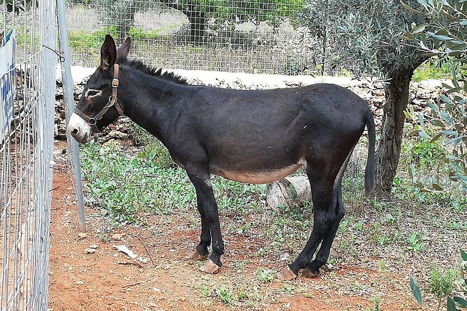 Agriaperitivo in a 3-Hour Farm Activities in Ugento - How to Make the Most of Your Visit