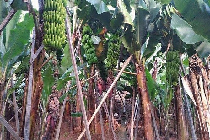 Agriculture Green Tour - Exploring Madeira’s Hidden Side: The Agriculture Green Tour