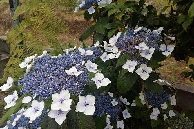 Agriculture Green Tour - A Deep Dive into the Madeira Agriculture Green Tour