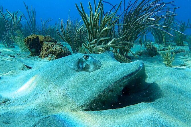 Aguadilla Tropical Snorkeling - Who Will Love This Tour?