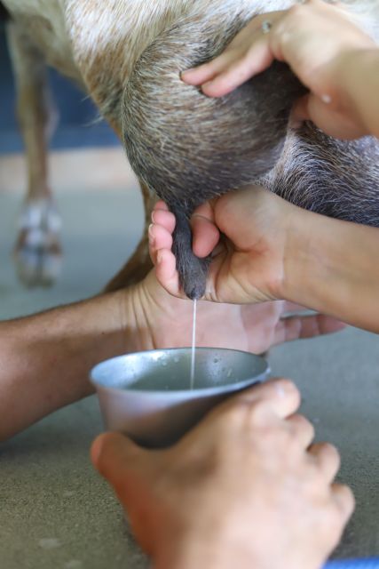 Agüimes : Be a farmer for the day at La Jaira de Ana - FAQ