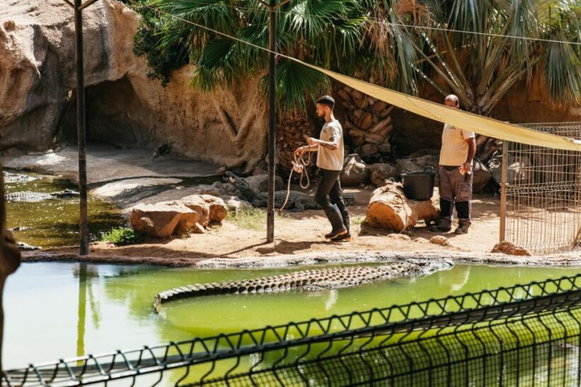 Agüimes: Cocodrilo Park Zoo Entry Ticket - Who Will Love This Experience?