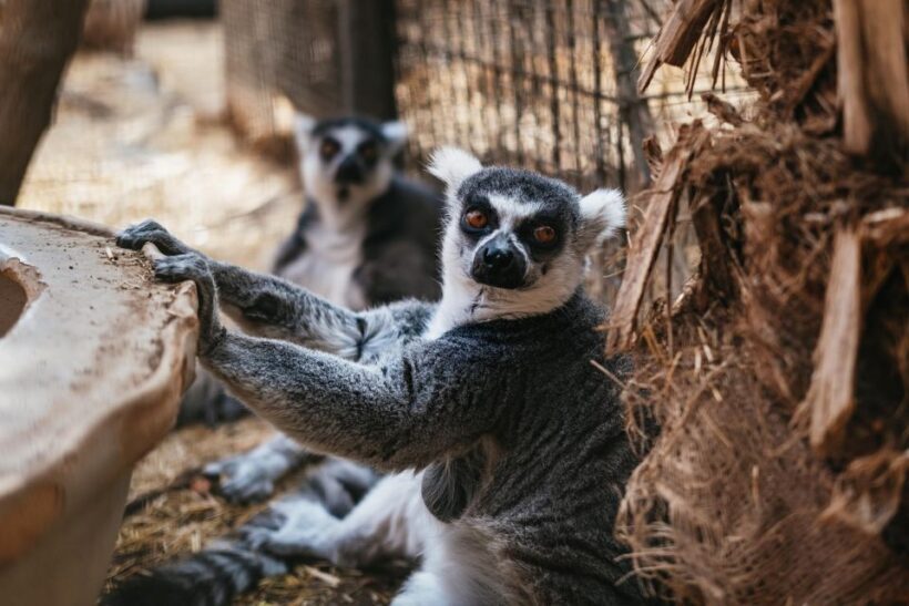Agüimes: Cocodrilo Park Zoo Entry Ticket - FAQs