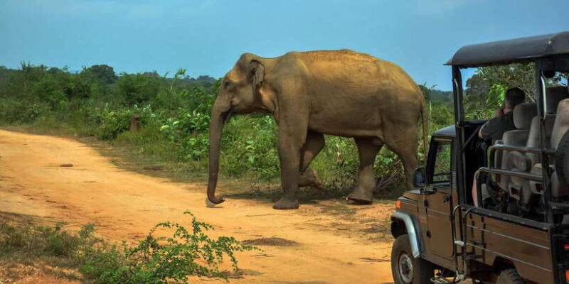 Ahangama: Udawalawe National Park Safari with Hotel Pickup - Key Points