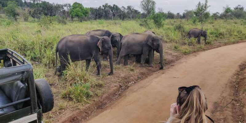 Ahangama: Udawalawe National Park Safari with Hotel Pickup - The Itinerary in Detail